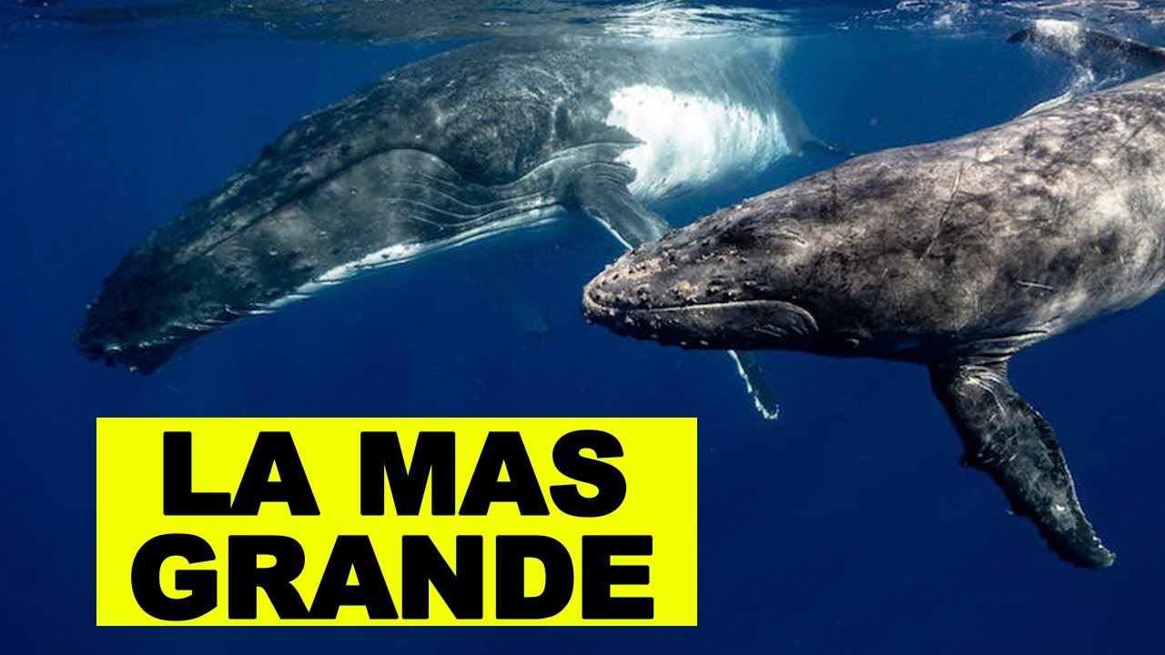 Descubre Todo Sobre la Ballena Azul: El Animal más Grande del Planeta ...