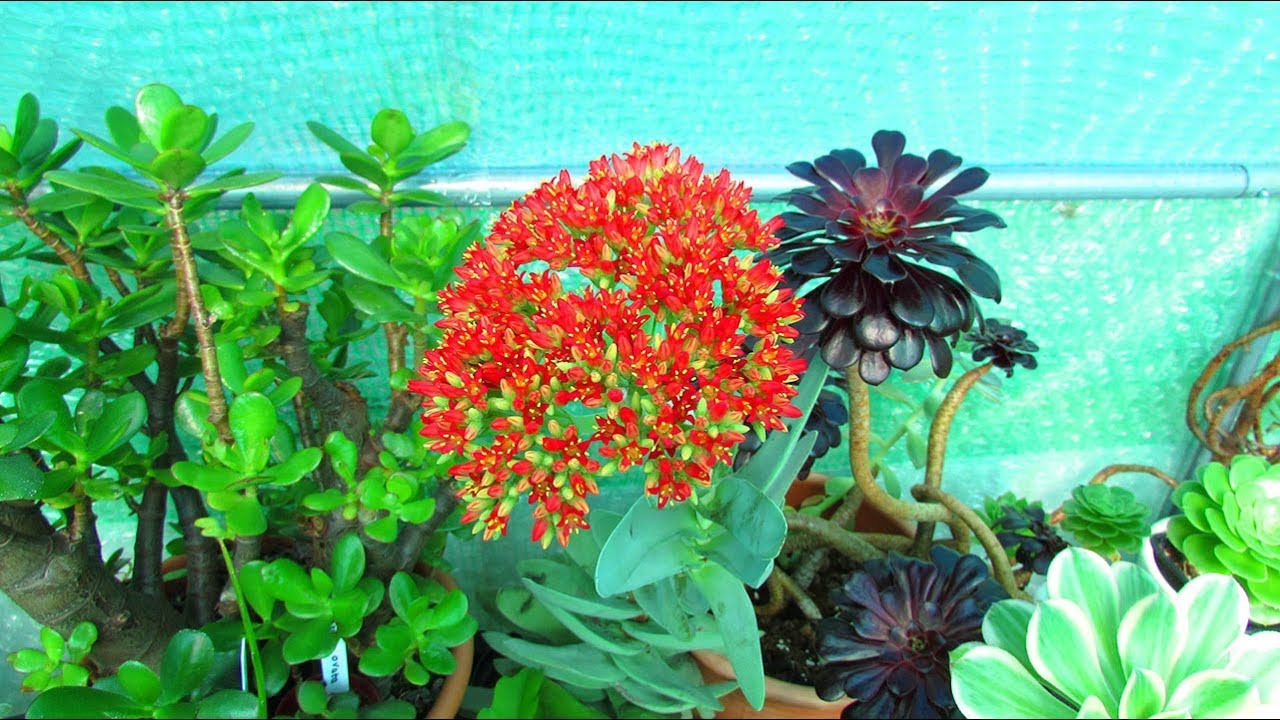 My Crassula falcata Succulent Plant in beautiful Bloom - The Propeller ...