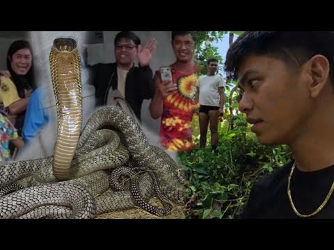 TINUGIS ANG LUNGAAN NG KING COBRA