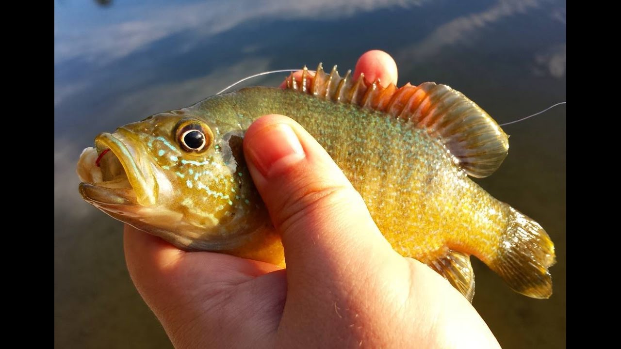 Catching Fish With Bacon! - YouTube