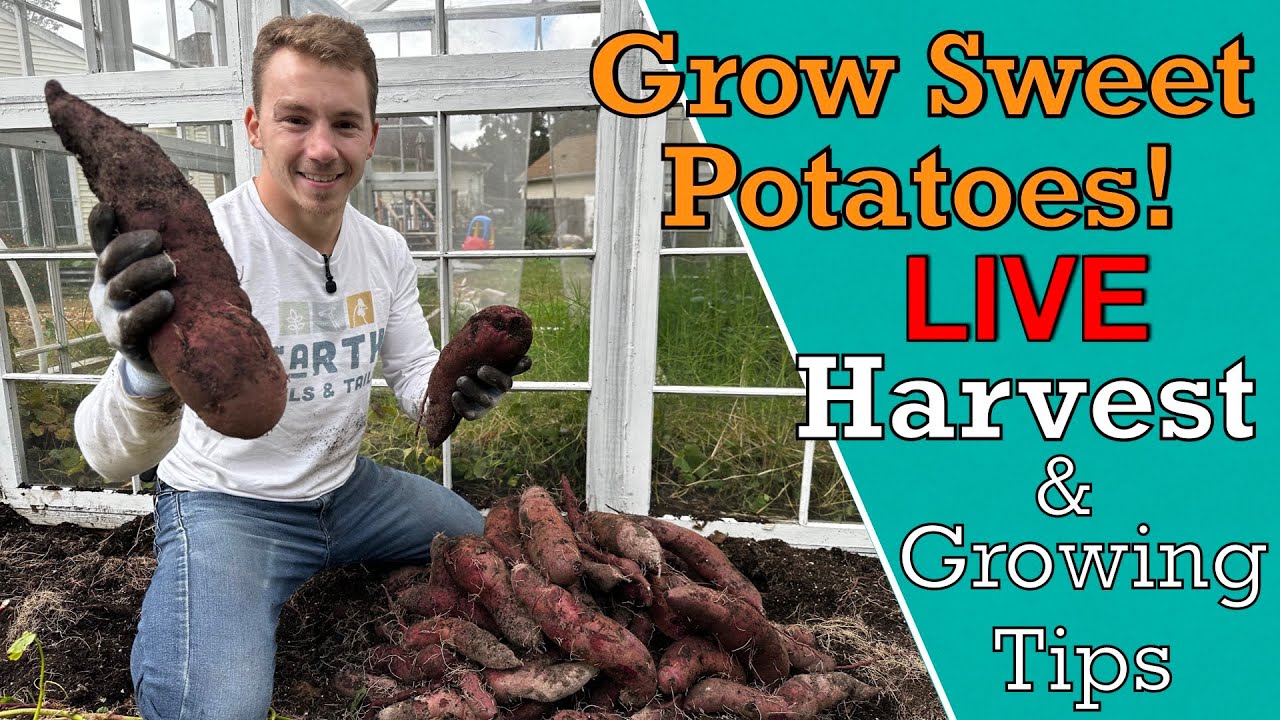 LIVE Sweet Potato Harvest and PRO Growing Tips - YouTube