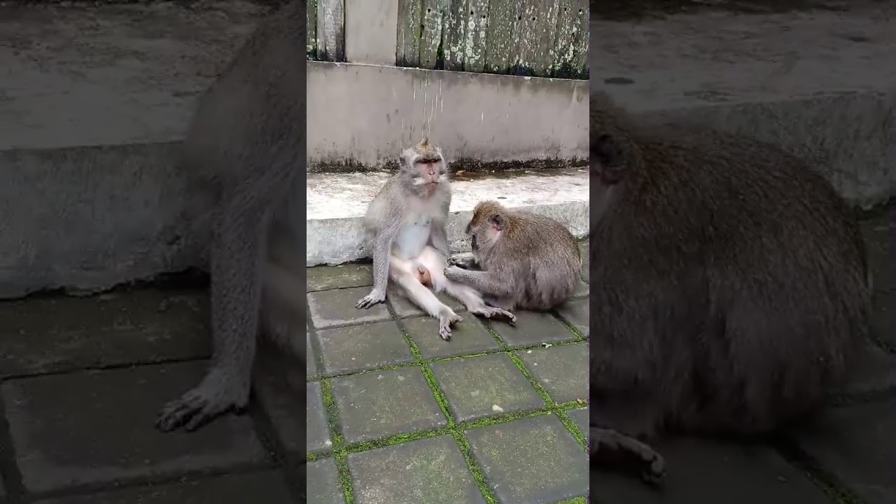 Monkey main main dick - YouTube