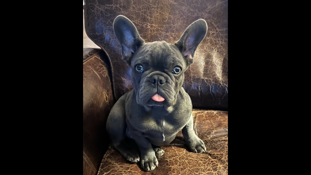 How to Stop a Frenchie-fest. - YouTube