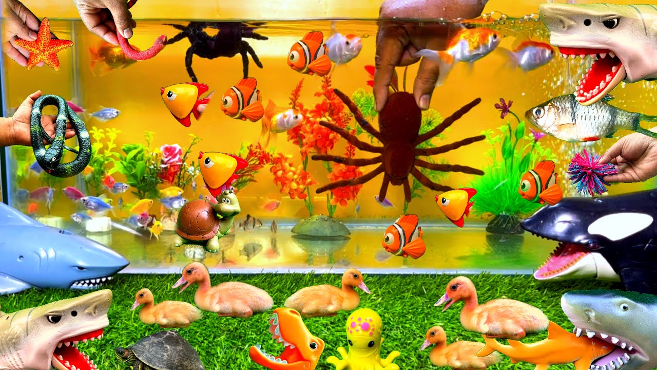 Big Spiders In Fish Aquarium, Aquarium Fish Videos, Tiger And Glow ...