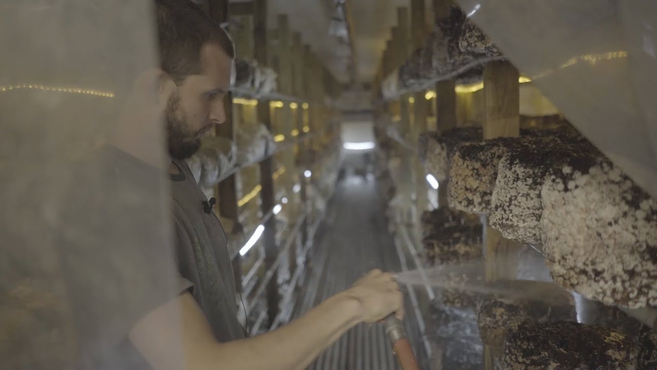 Growing Oyster Mushrooms Indoors – FRUITING ROOM IN A CONVERTED TRAILER ...