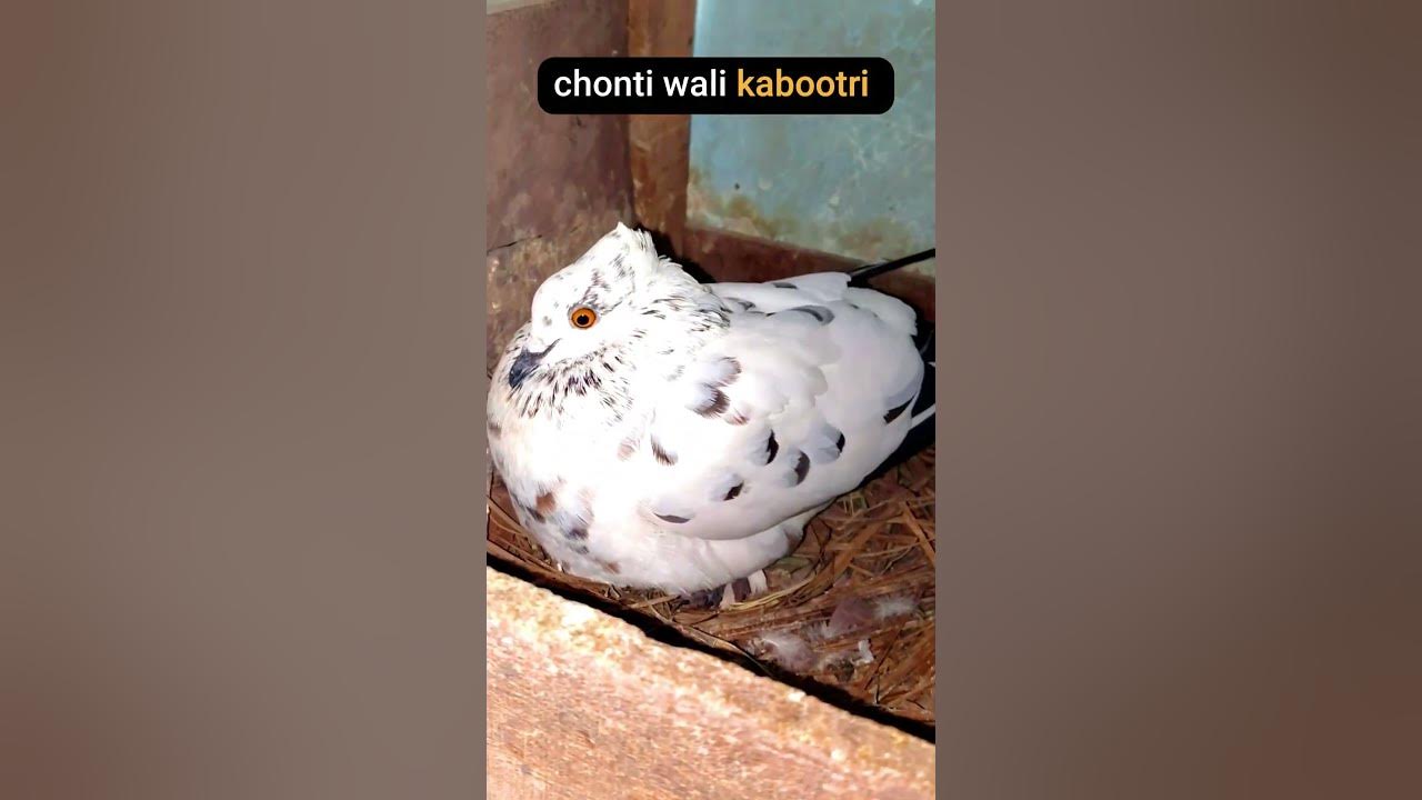 chonti wali kabootari ande de di hai 🕊️🕊️ #pigeon #kabootarba #fantailpigeon #pigeonloves # ...