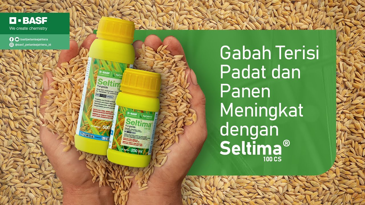 Hasil Penggunaan Seltima® 100 CS: Padi Gendut dan Bebas Penyakit - YouTube