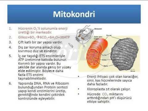 YGS-LYS Hücre Kavramı 2 Bolum