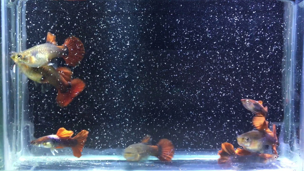 Guppy HB Red Rose - YouTube