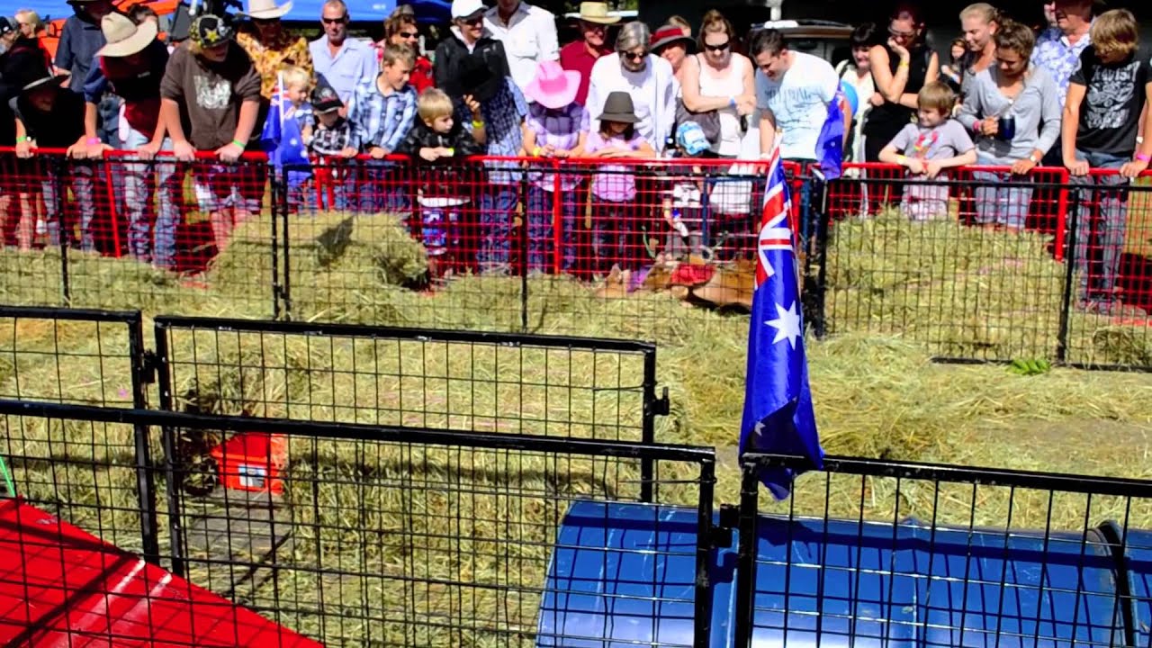 Piglet Races at the Gympie Show - YouTube