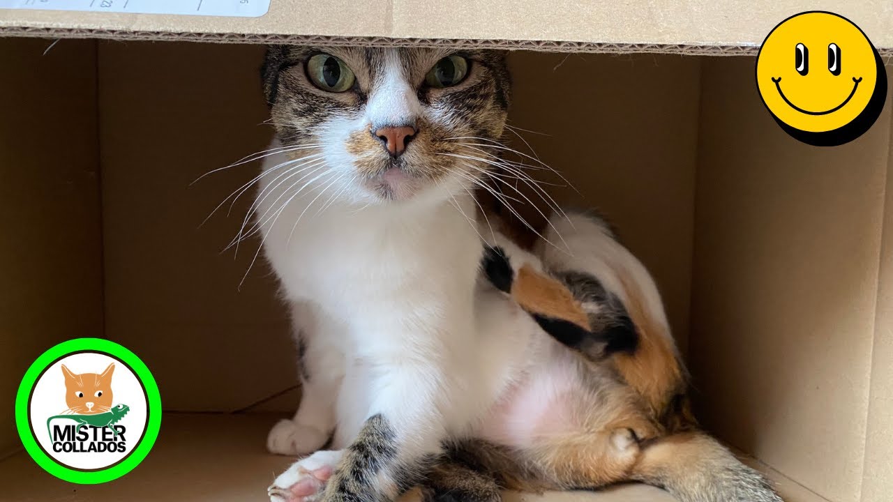 Video de 🐱 GATITOS GRACIOSOS 🤣 #31 - YouTube
