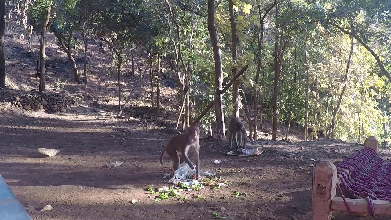 Monkeys Eat and Fight Over Food - YouTube