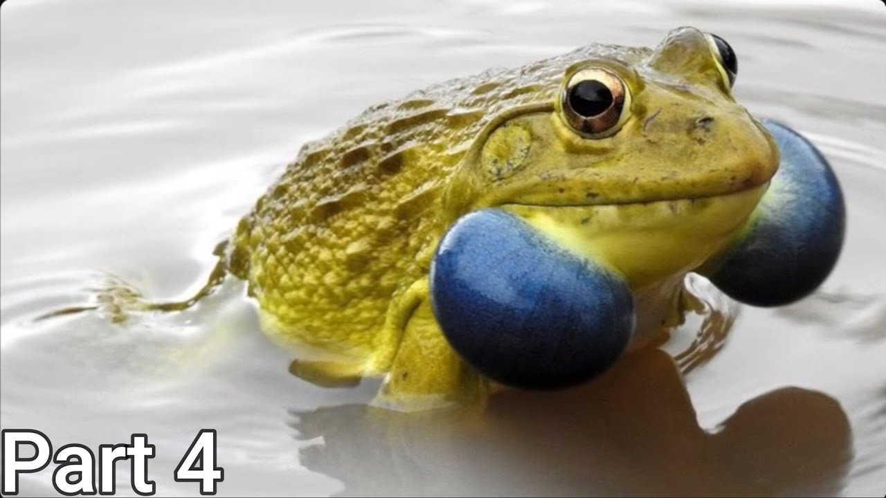 The ENTIRE Indian bull frog lore & appearances Part 4 Urban Rescue ...