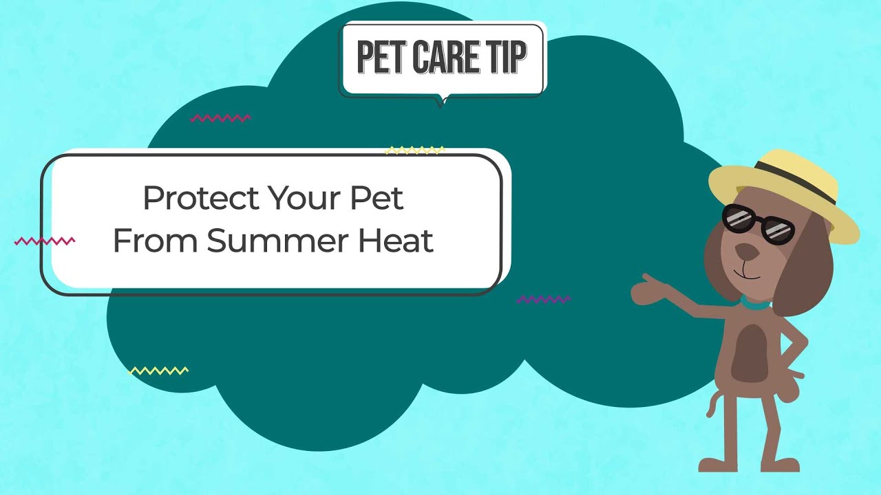 Pet Care Tips: Summer Heat - YouTube