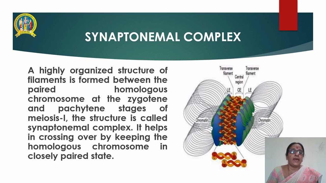 Synaptonemal Complex Crossing Over