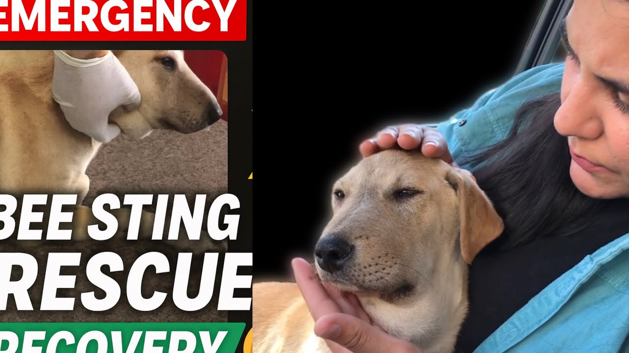 Stray Dog Rescue 🐶 | Bitten by Bee/Insect & Saved with Emergency ...