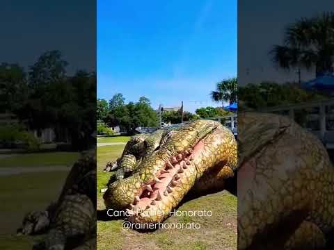 #shorts #viral #rainerhonorato #shortsviral #crocodile #aligators #jacaré #humor #trend #gamer