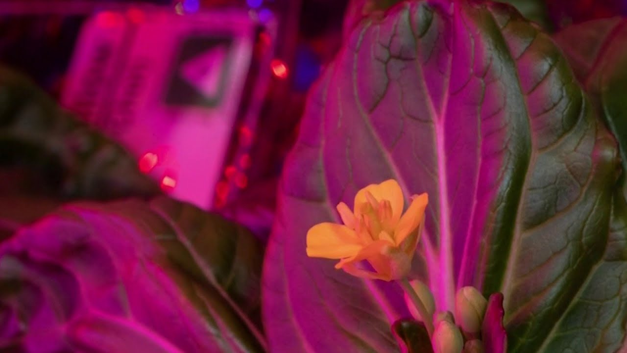 NASA astronaut grows vegetables in space - YouTube