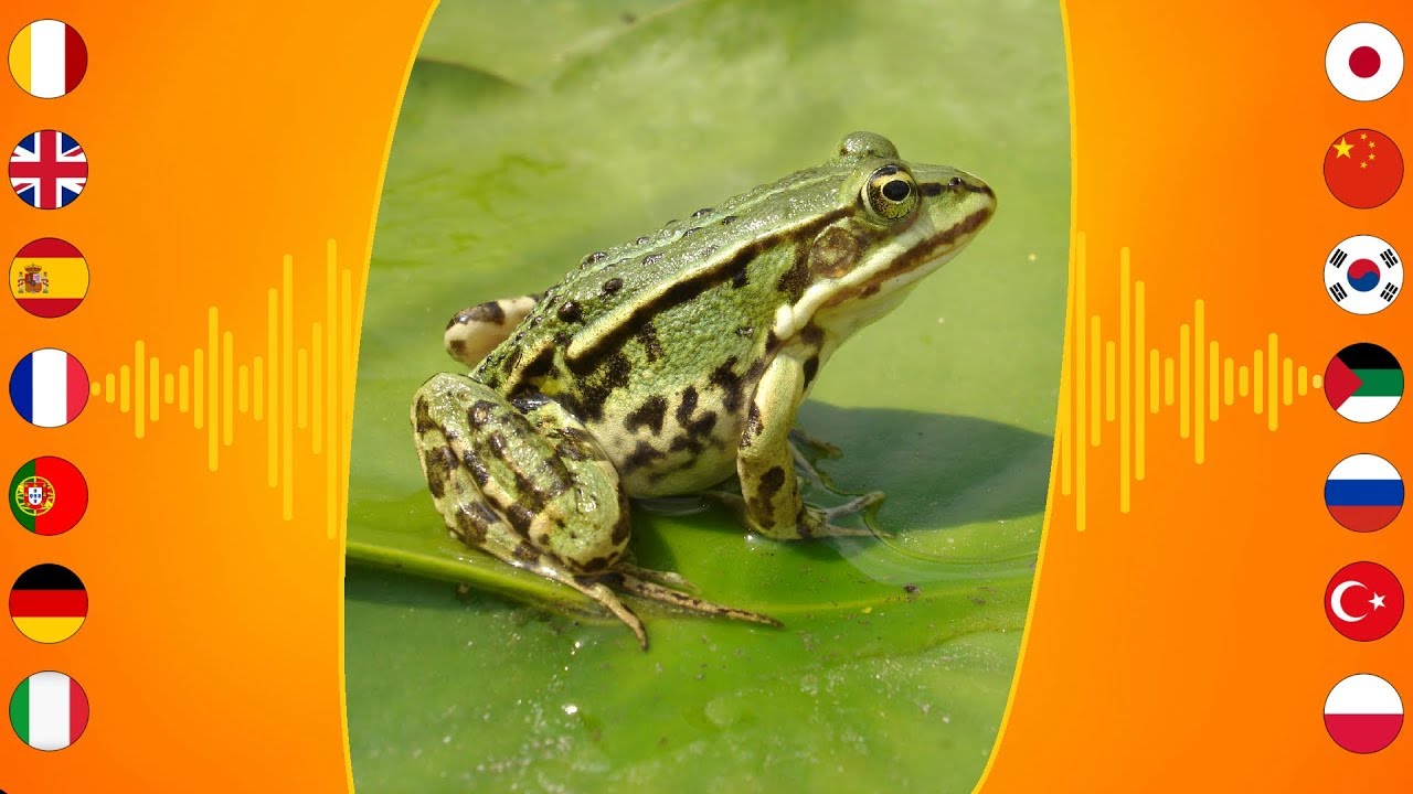 Reptile Sounds: Edible Frog - YouTube