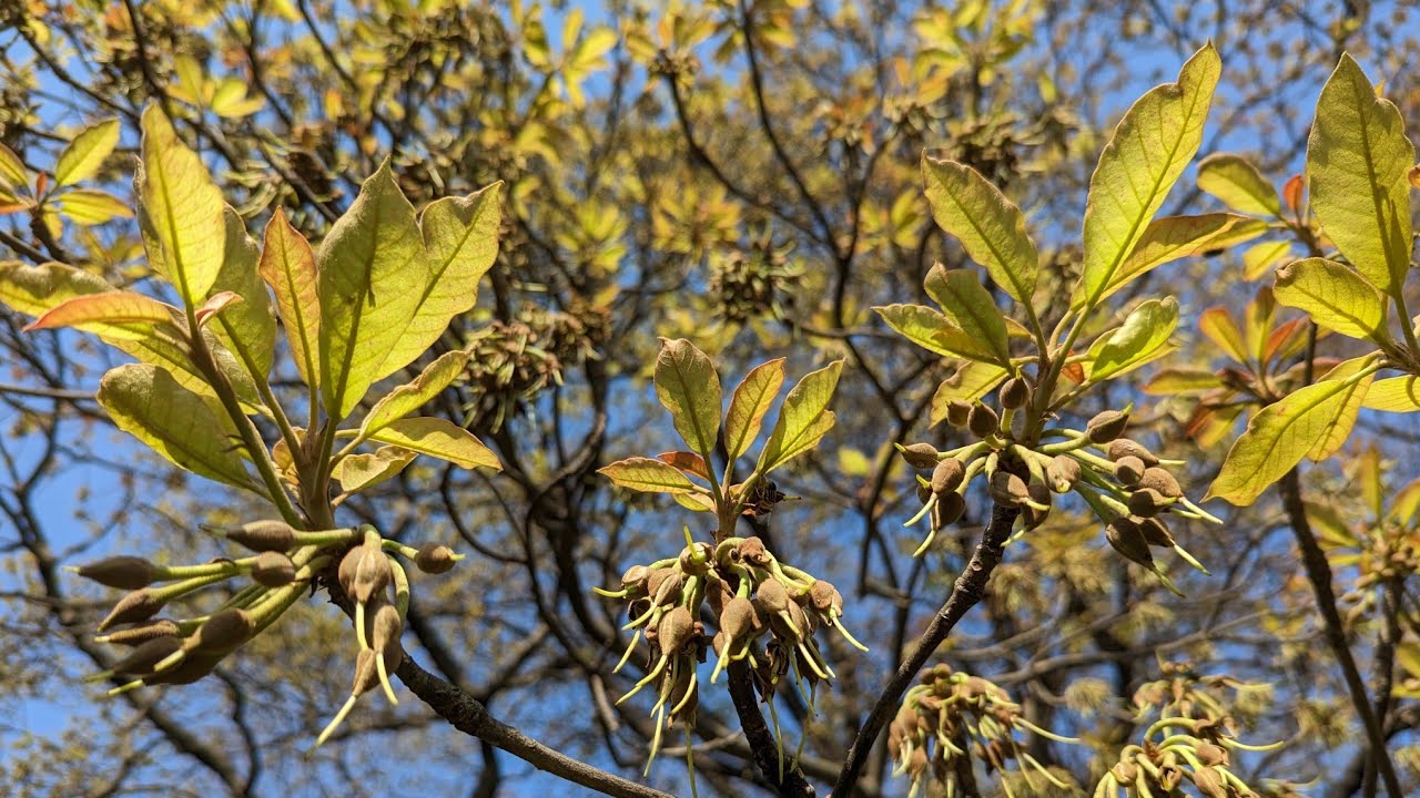 মহুয়া গাছে বসন্ত - মহুয়ার মদ - Mahua flower tree - Butter Tree, Mahwa ...