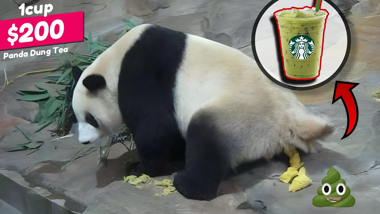Would You Drink Tea Made From Panda Poop? Panda Poop Tea: Nature’s ...