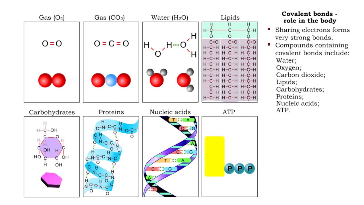 Covalent bonds - role in the body - YouTube