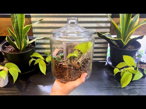 How To Make a Terrarium: Beginner Tutorial - YouTube