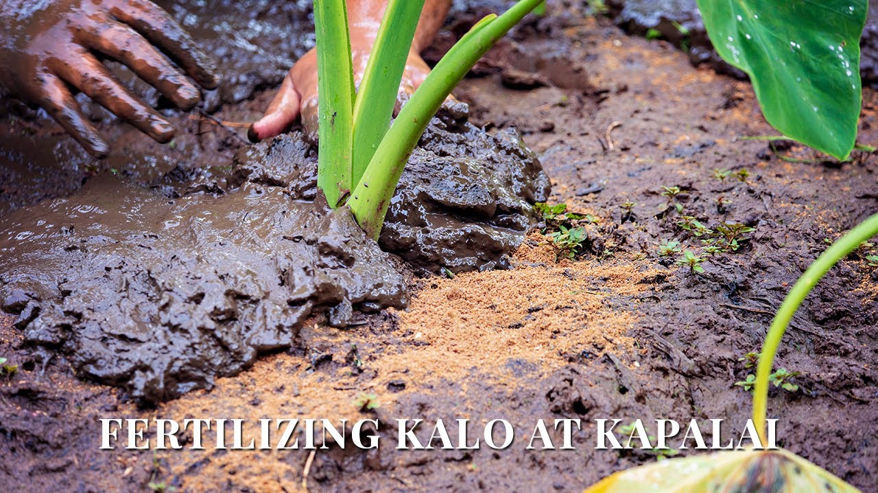 Fertilizing Kalo at Hoʻokuaʻāina - YouTube