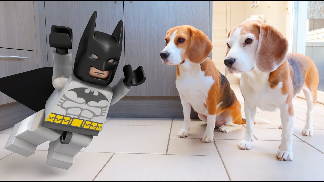 LEGO BATMAN vs FUNNY DOGS ANIMATION - YouTube