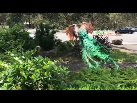 Peacock flying in slow motion