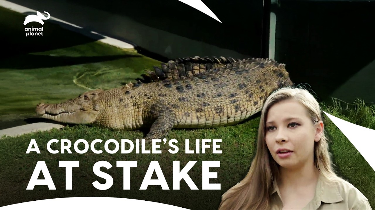 Saltwater Crocodile Suffering from Life-Threatening Tumour | Crikey! It ...