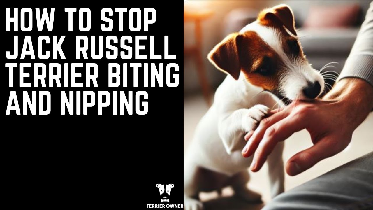 How to Stop Jack Russell Terrier Biting and Nipping - YouTube