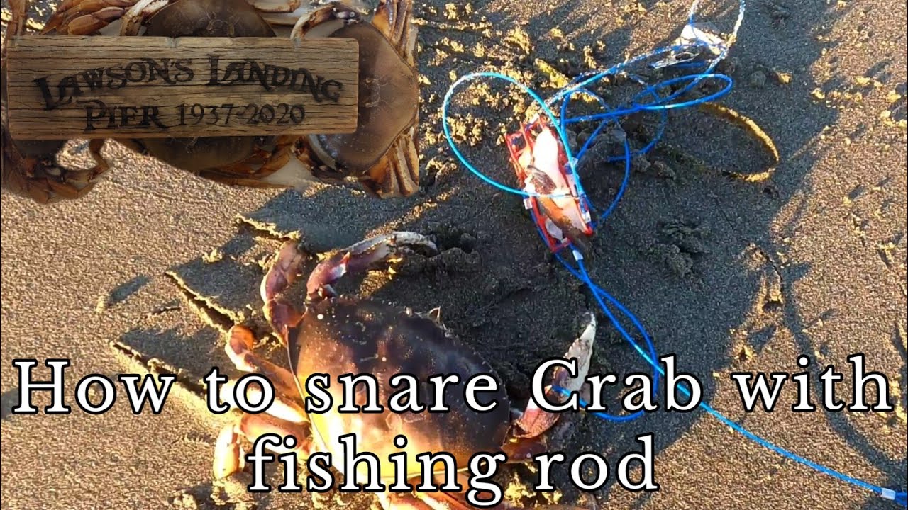 How to snare crab with a fishing rod|Dungeness crabbing|lawson's ...