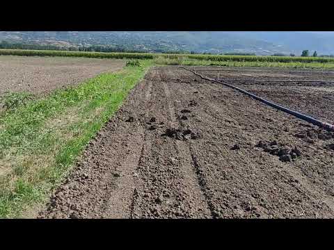 NEW HOLLAND TT50 İLE ISPANAK EKİMİ İYİ SEYİRLER...