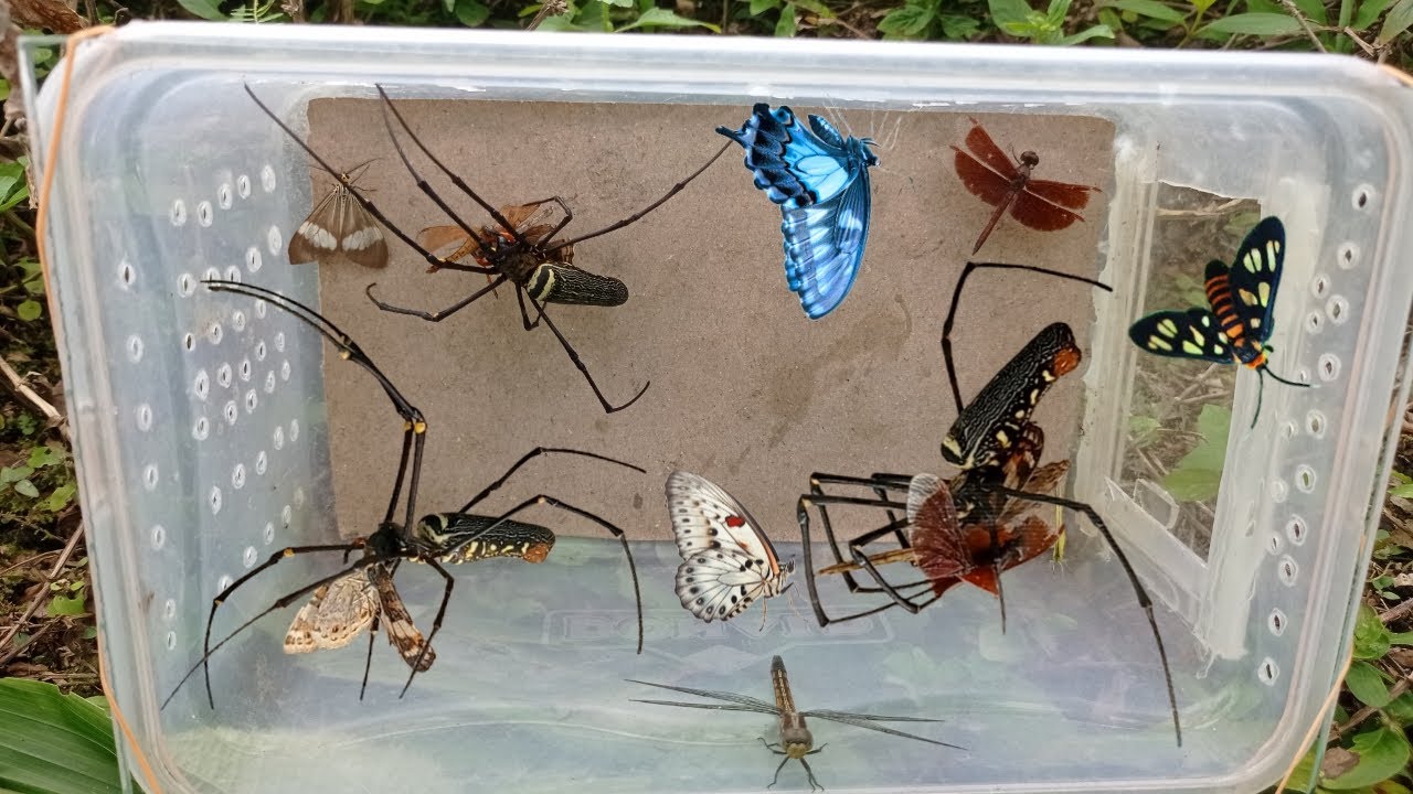 beautiful predator, the master of disguise in the insect world, hunting ...