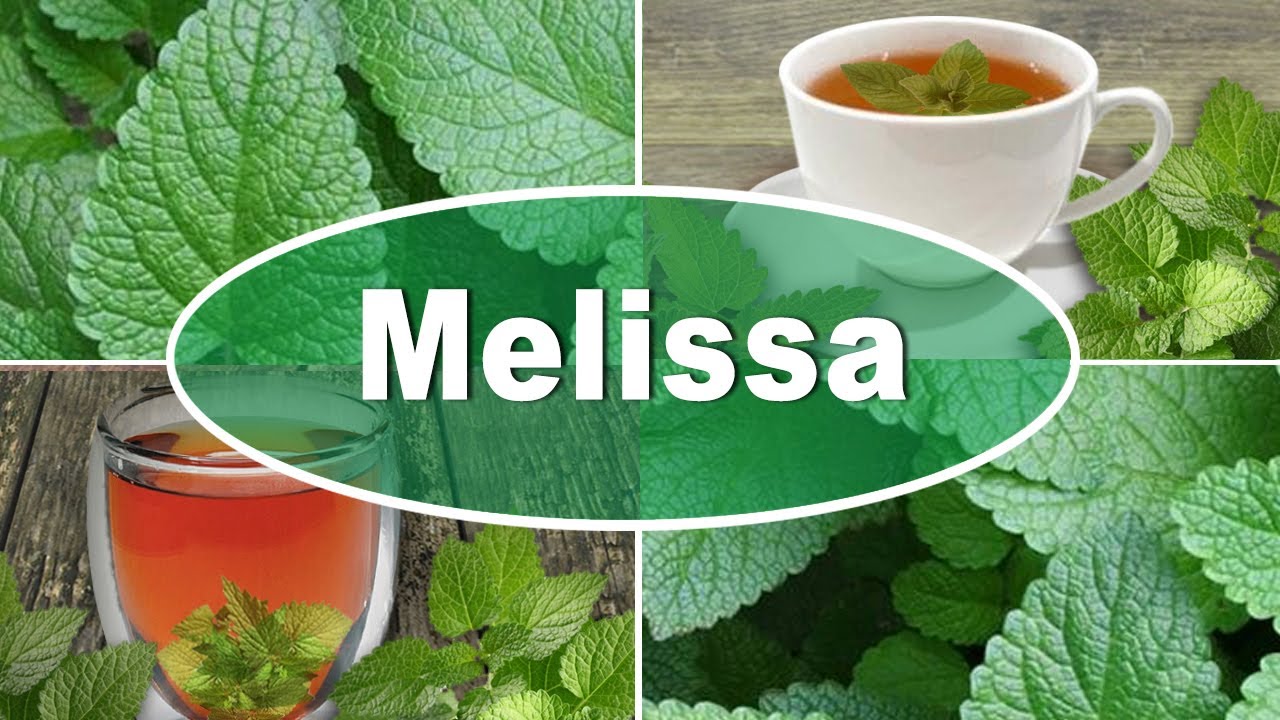 Melissa: benefici per la salute | Proprietà, usi e controindicazioni ...