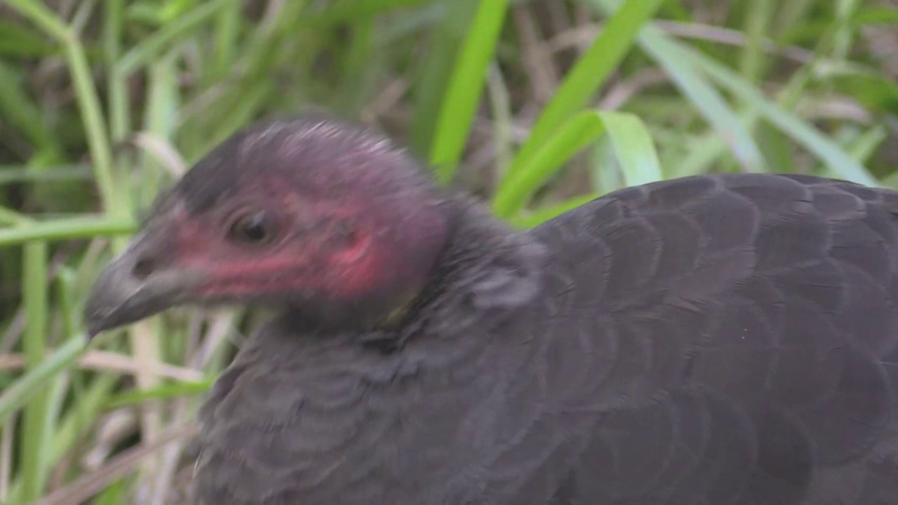 Megapode (Australian Brush Turkey) @Dr.Rom's Bird Sanctuary - YouTube
