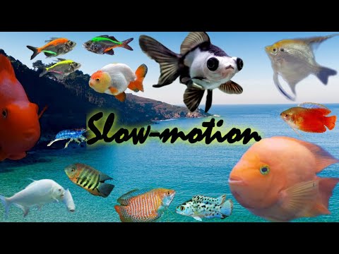 4K Sloww Motion Video Of Aquarium Fishes|Video for aquarium fish lovers ...
