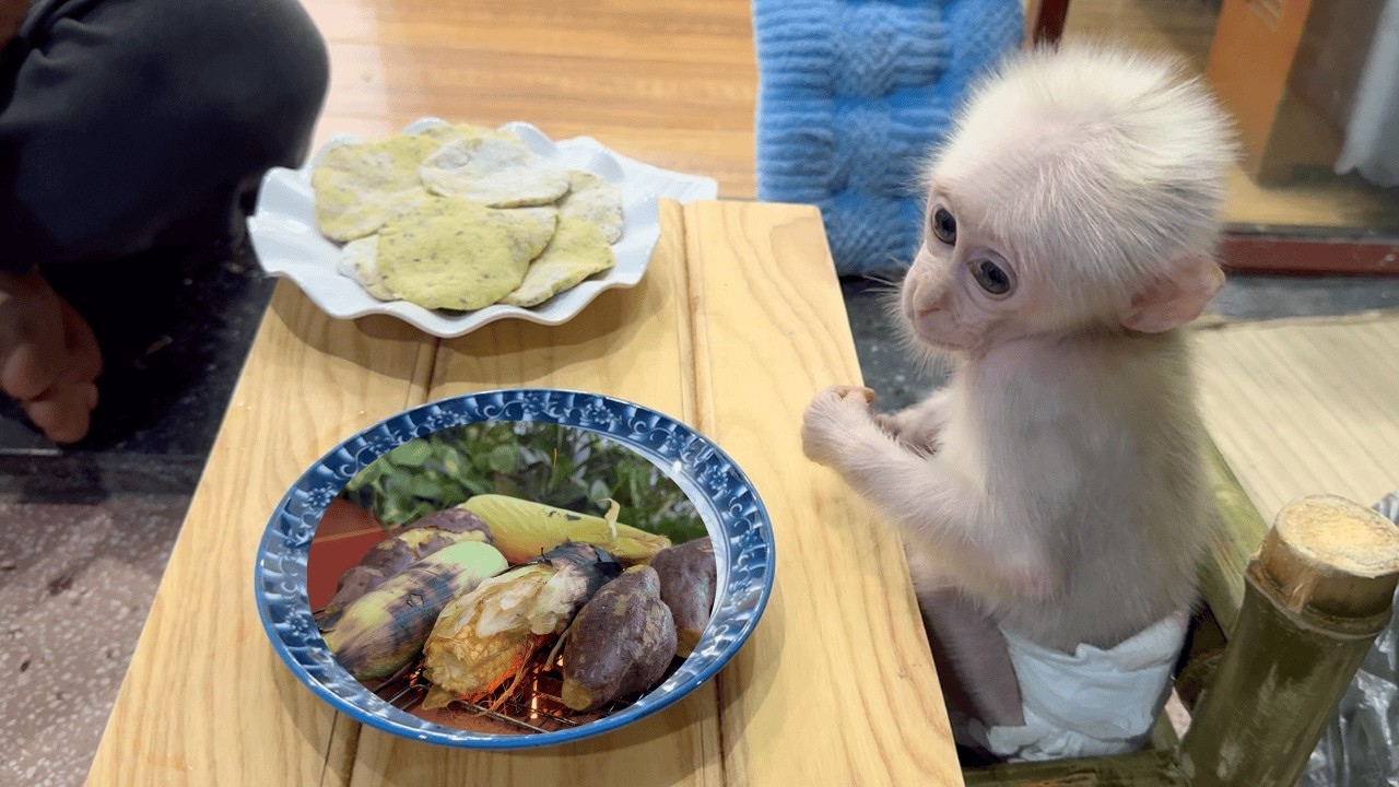 Baby monkey Baba can’t hide his excitement for a BBQ party with Dad ...