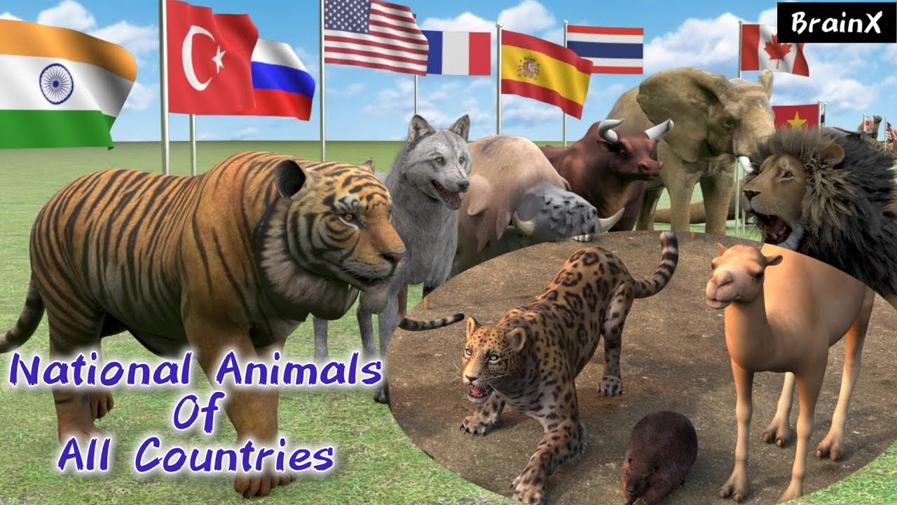 National Animals From all Countries - YouTube