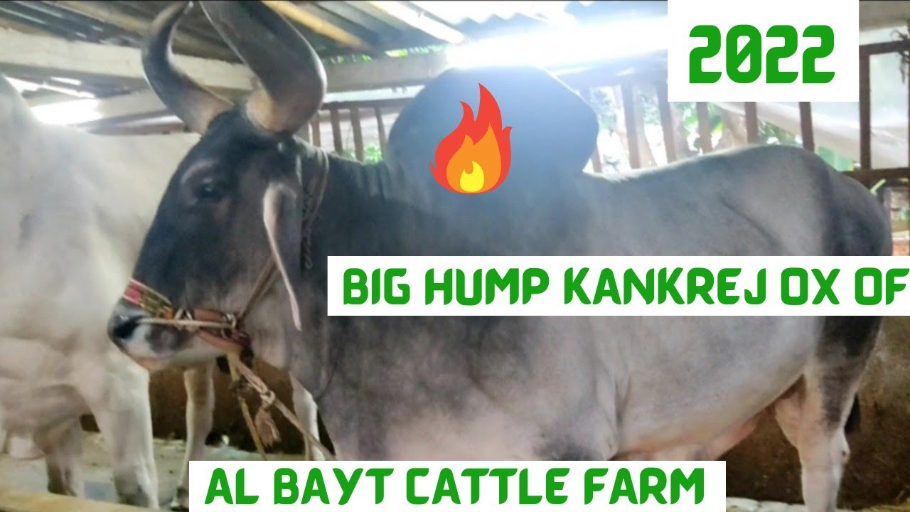 BIGGEST KANKREJ OX AVAILABLE IN AL BAYT CATTLE FARM @HSNEntertainment # ...