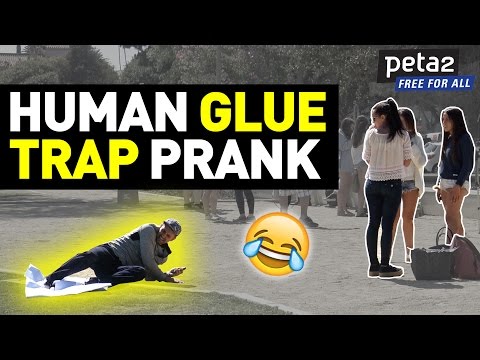 Human Glue Trap Prank