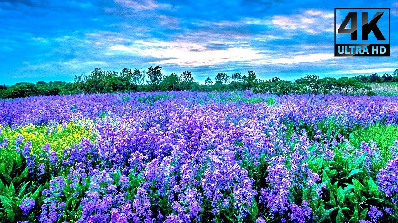 The Most Beautiful Flower Fields Collection 4K NATURE ULTRA HD - YouTube