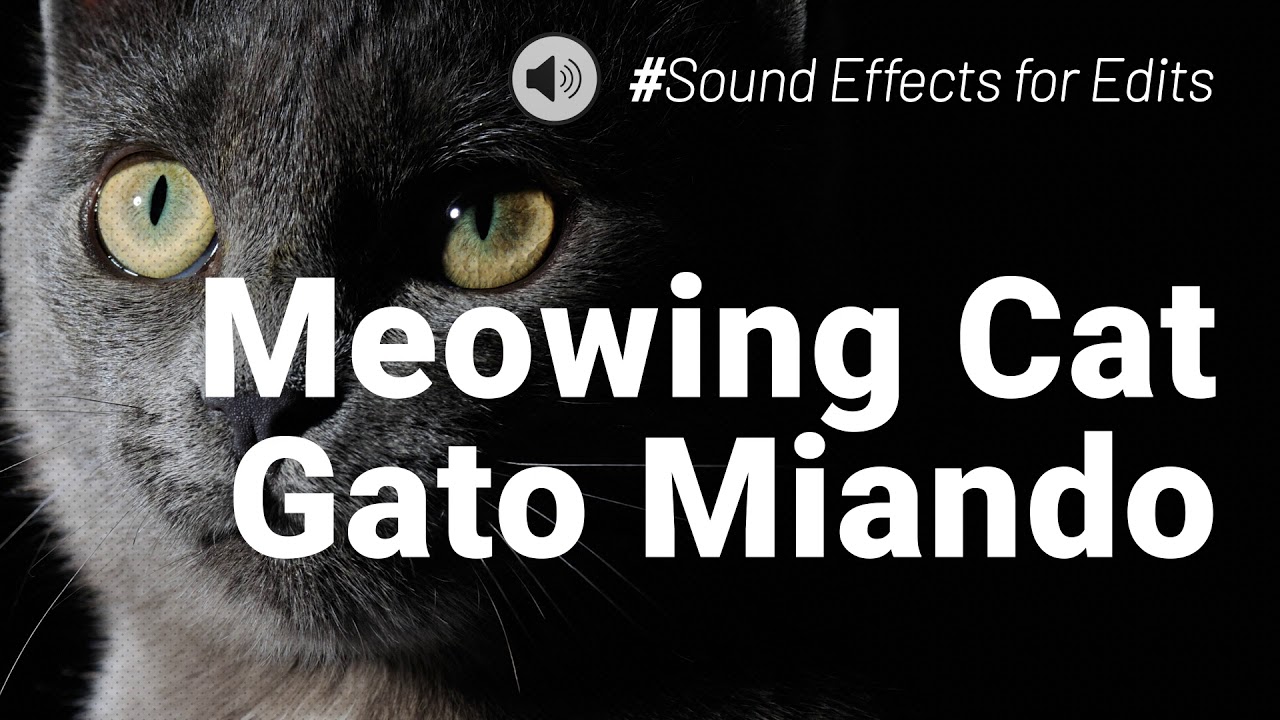 Som de Gato Miando / Meowing Cat Sound / Sound Effects Dowload - YouTube