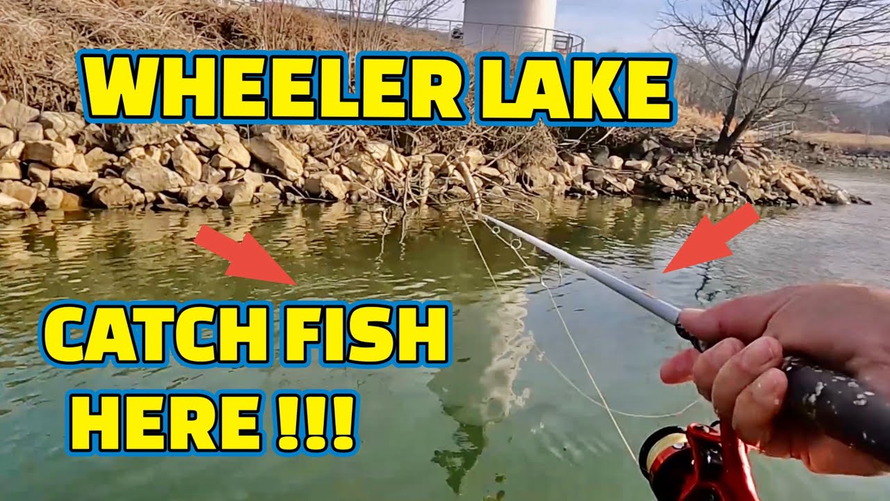 CATCHING FISH on BIG MINNOWS !! ( How To and Where to Look ) - YouTube