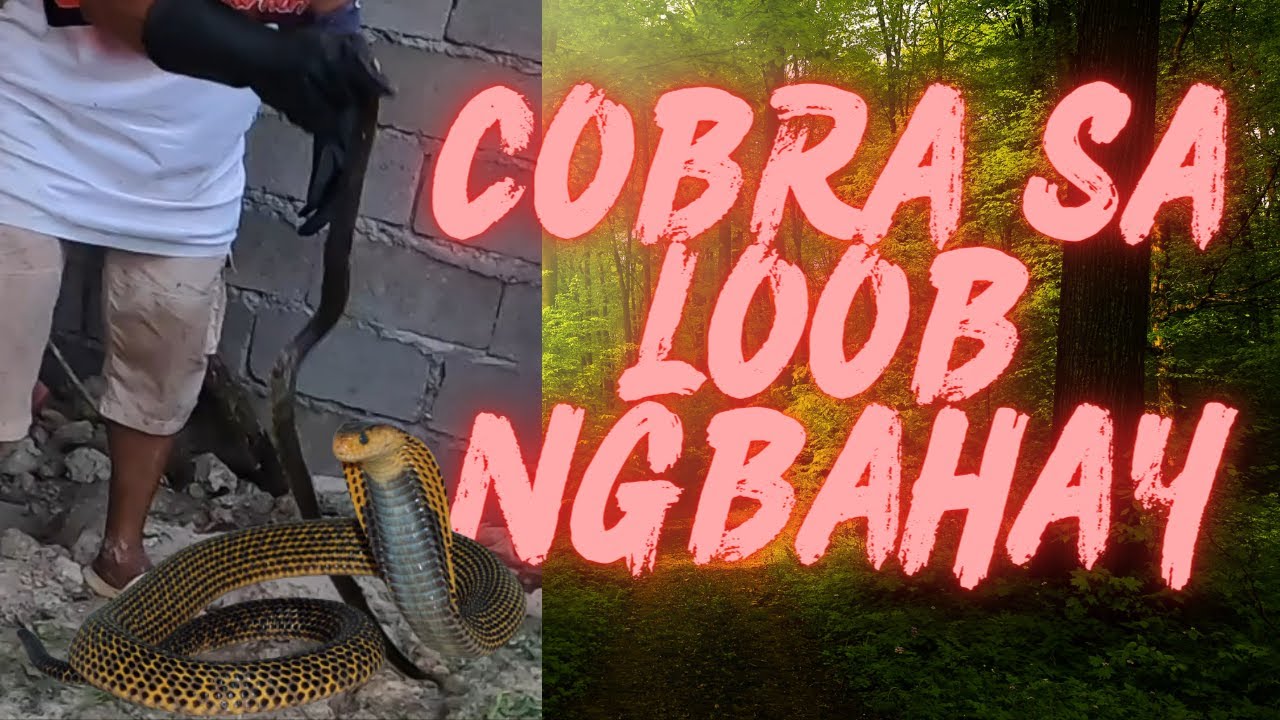 COBRA SA LOOB NG BAHAY - Team Pangayam Vlog - YouTube
