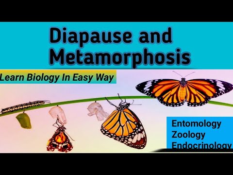 || What is Diapause? || What is Metamorphosis in Insects? || # ...
