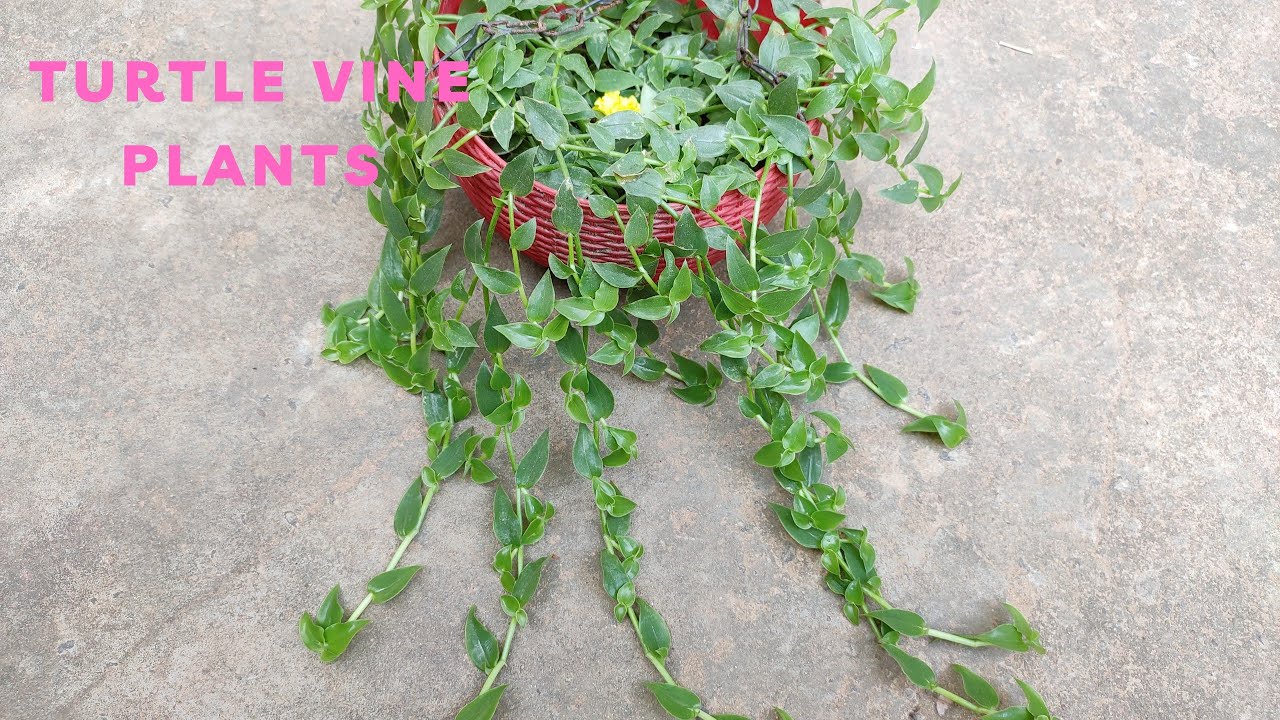 Turtle Vine Plants Propagation|| How To Propagate Turtle Vine From ...