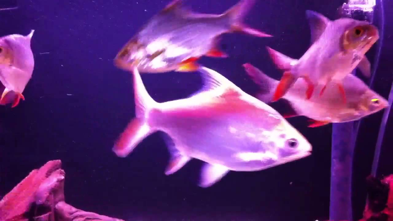55 Gallon Tin Foil Barb Tank - YouTube