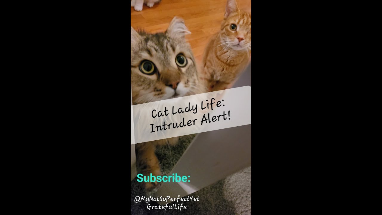 Cat Lady Life🐈 - Cat Intruder Alert #cats #catvideos #catlife # ...